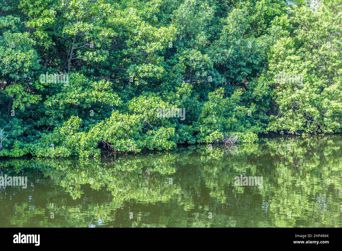 plants grow at the bank of the lake with reflections in the water Stock ...
