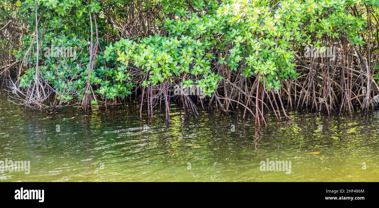 plants grow at the bank of the lake with reflections in the water Stock ...