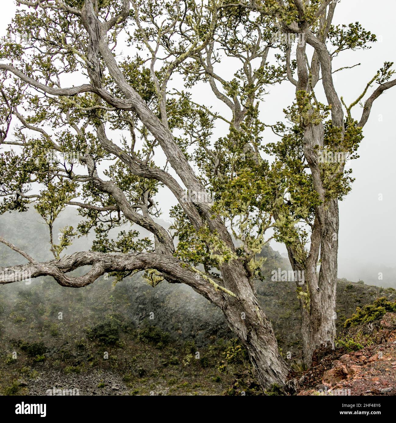Foggy mountains in hawaii hi-res stock photography and images - Alamy