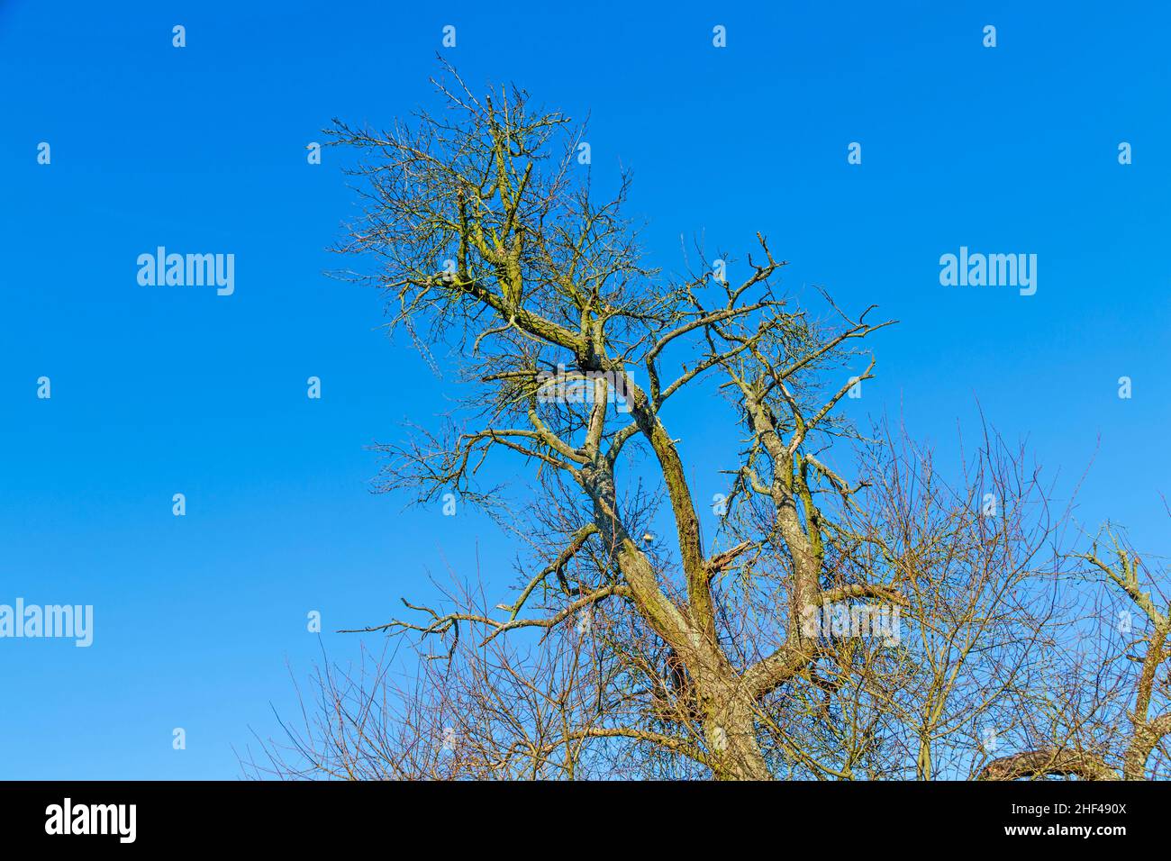 Empty apple tree hi-res stock photography and images - Alamy