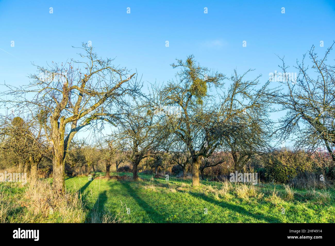 Empty apple tree hi-res stock photography and images - Alamy