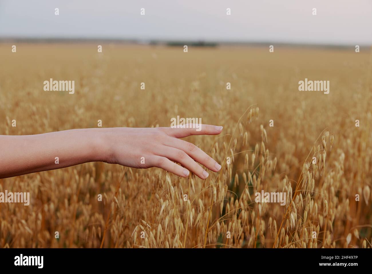human hand Spikelets of wheat sun nature agriculture Lifestyle ...