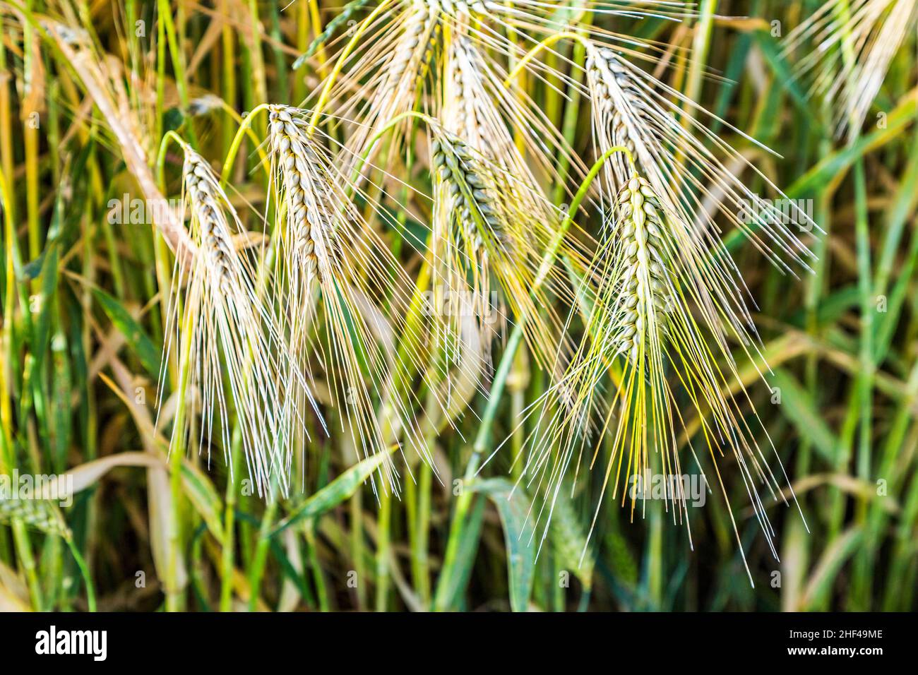 pattern of yellow corn field in detail Stock Photo - Alamy
