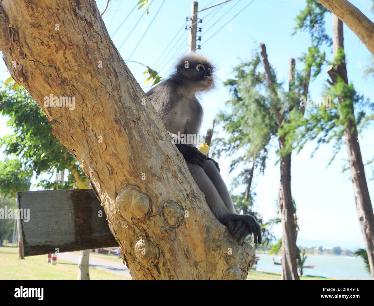 Dusky leaf monkey on tree, A forest mammal with green trees and shrubs ...