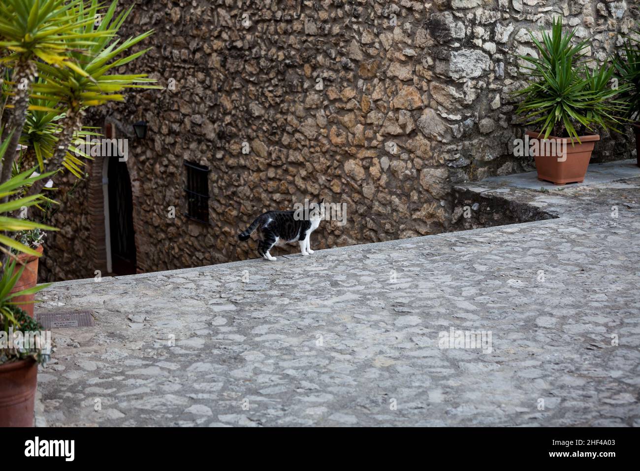 Homeless cat on the street Stock Photo - Alamy