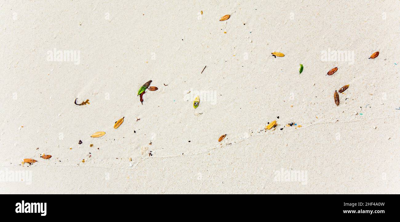 beautiful structures, lines at the beach with arrangement of leaves ...