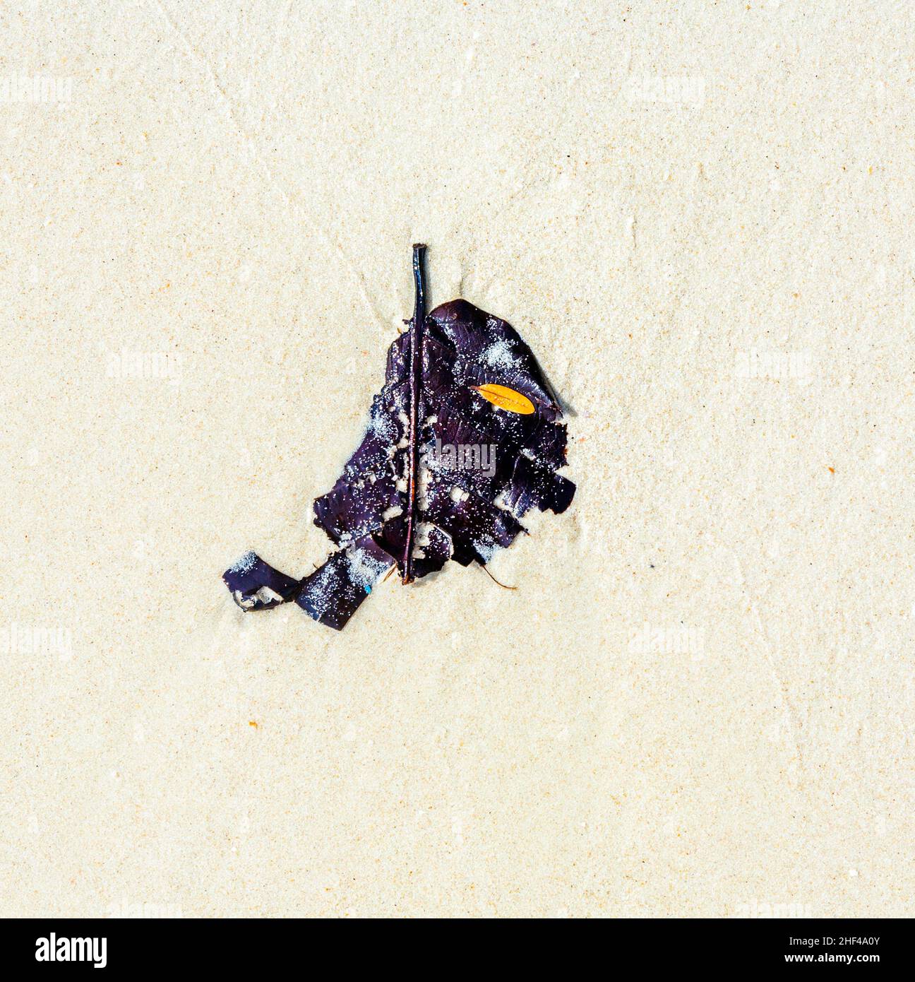 beautiful structures, lines at the beach with arrangement of leaves ...