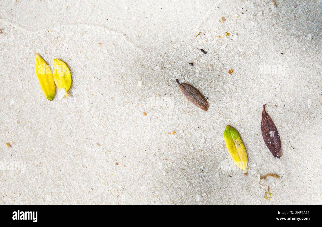 beautiful structures, lines at the beach with arrangement of leaves ...