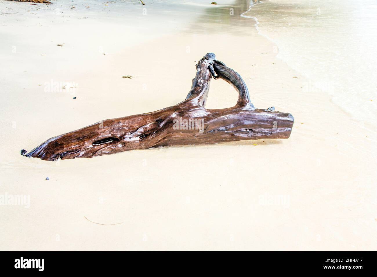 beautiful structured wooden roots at the beach in harmonic way gives an ...