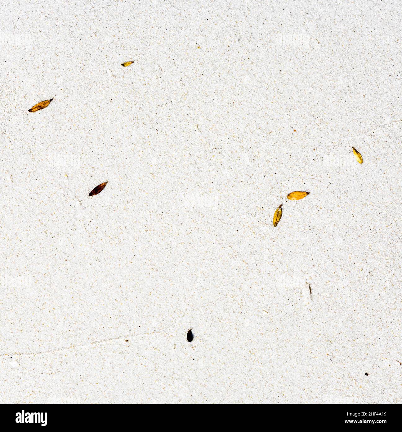 beautiful structures, lines at the beach with arrangement of leaves ...