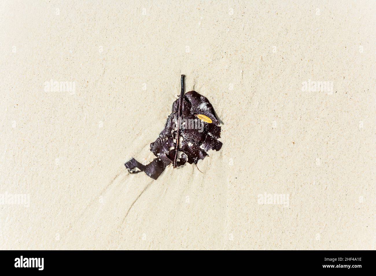 beautiful structures, lines at the beach with arrangement of leaves ...