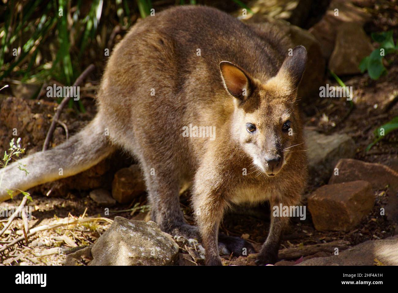 Small kangaroo, the red-necked wallaby (Notamacropus rufogriseus ...