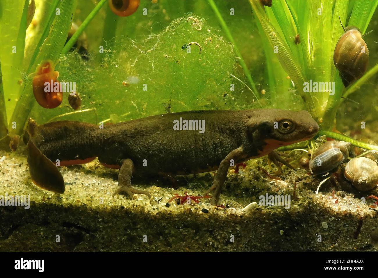 Closeup on an aquatic adult male Fuding fire-bellied newt, Cynops ...