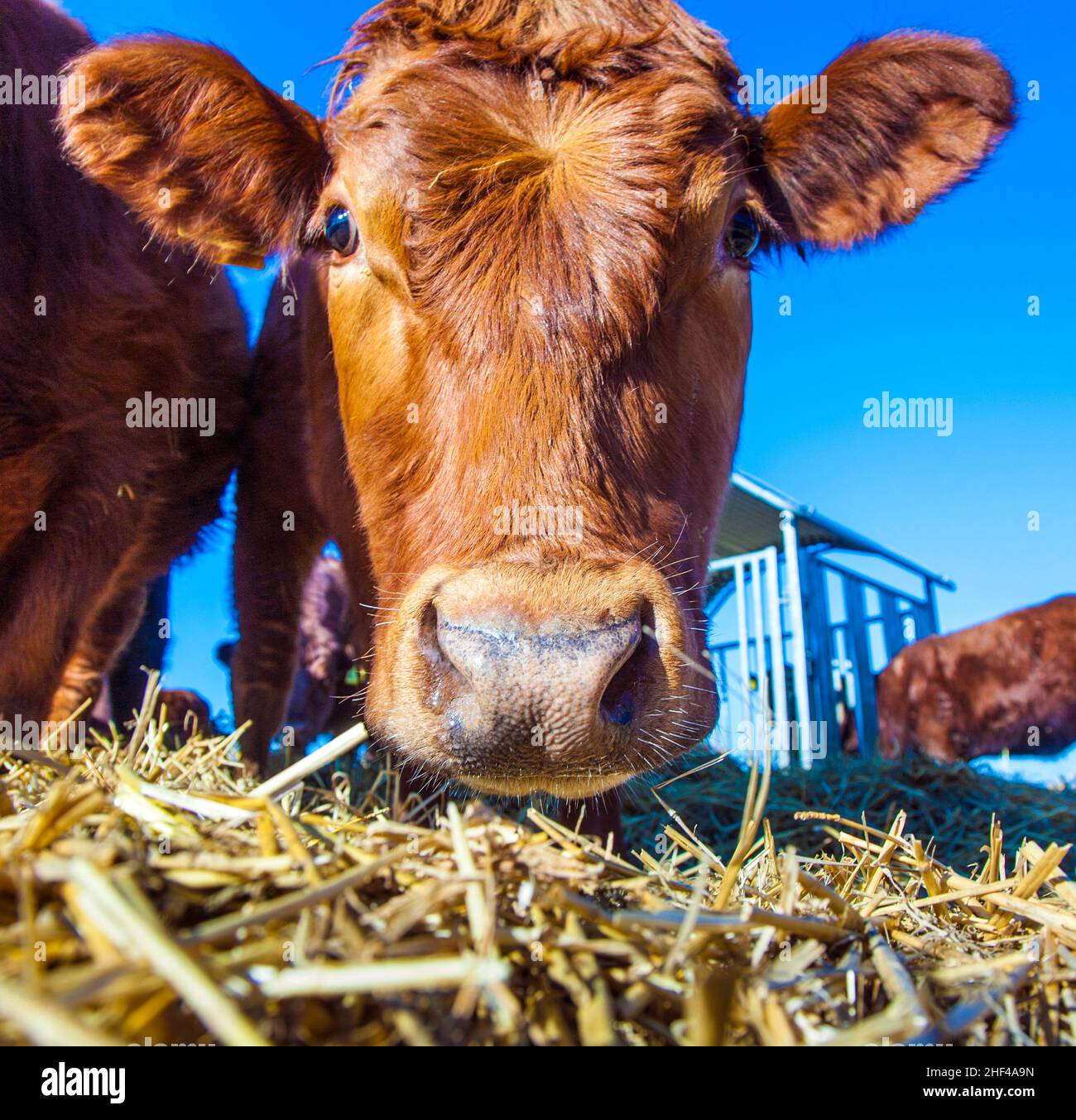 friendly cattle on straw with blue sky Stock Photo - Alamy