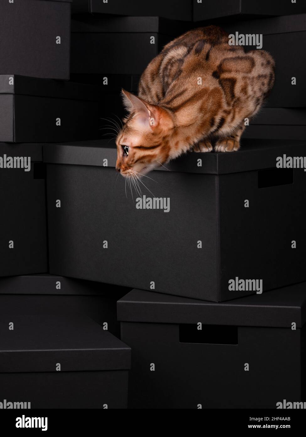 A playful Bengal cat with striking markings sits on black crates in a ...