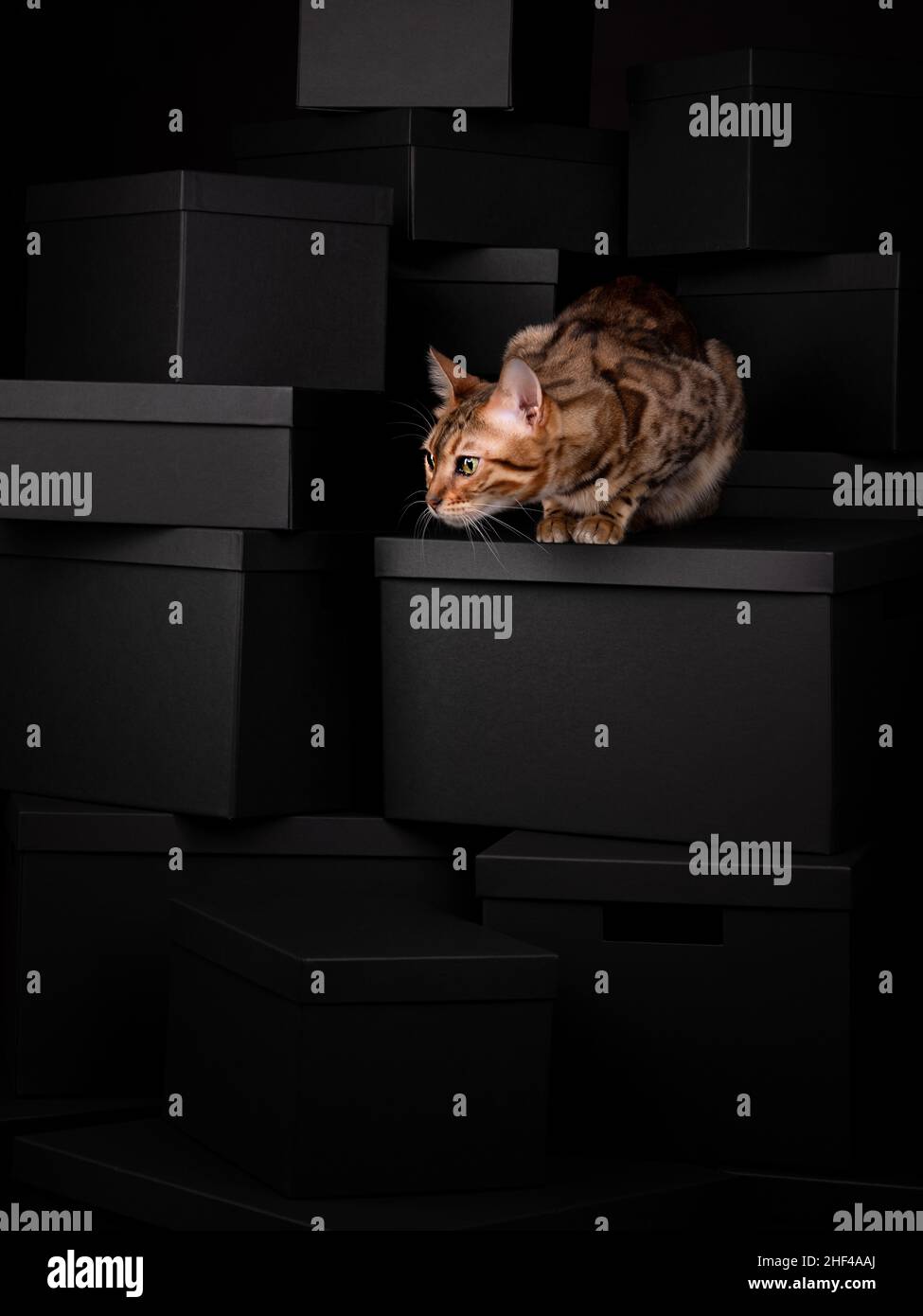 A playful Bengal cat with striking markings sits on black crates in a ...