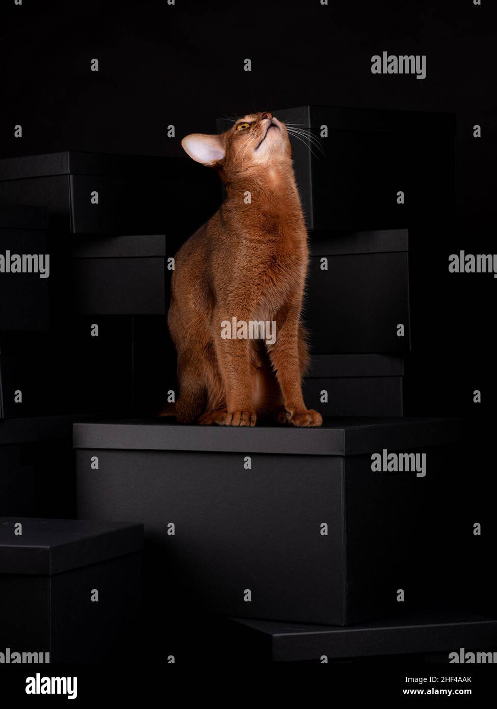A playful Abyssinian cat sitting on black boxes in a studio setting ...