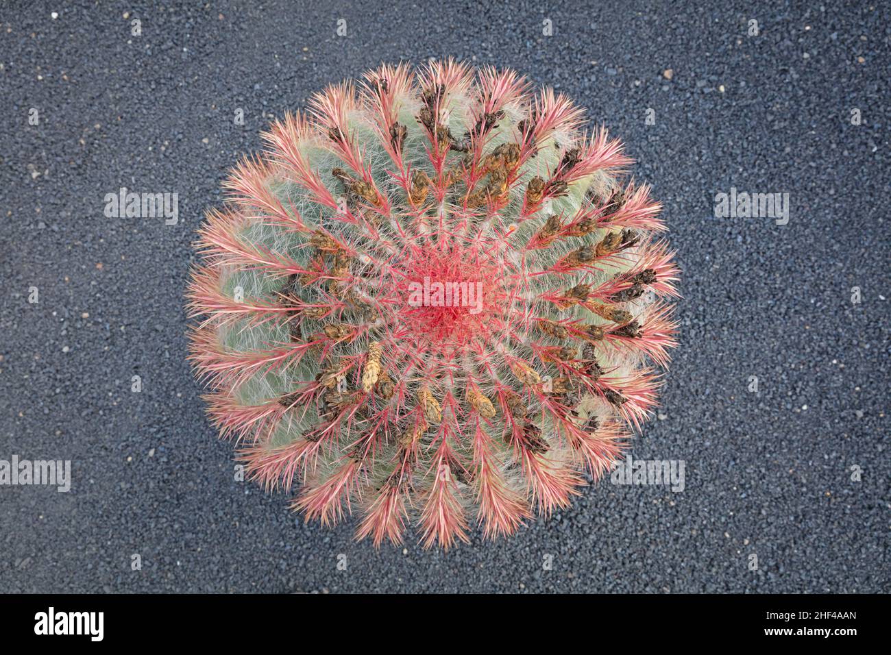 Small red round cactus with prickly thorns as found in nature ...