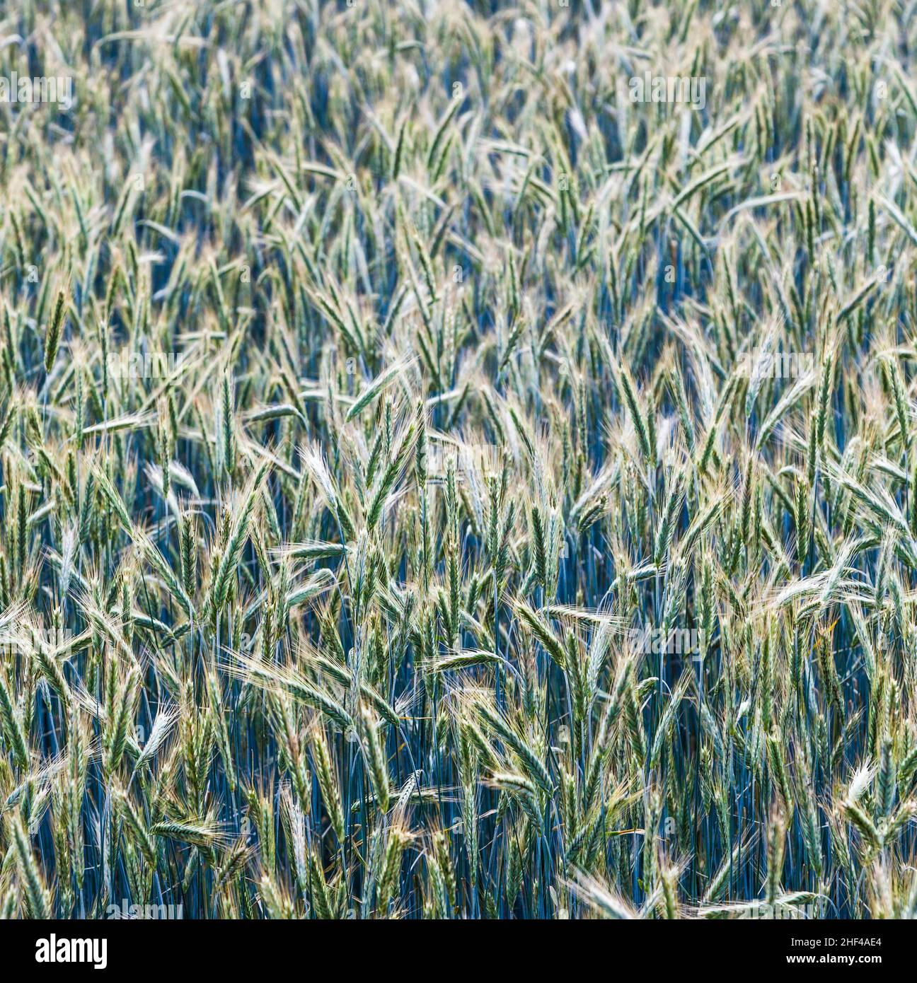 corn field with spica and beautiful structured spear Stock Photo - Alamy