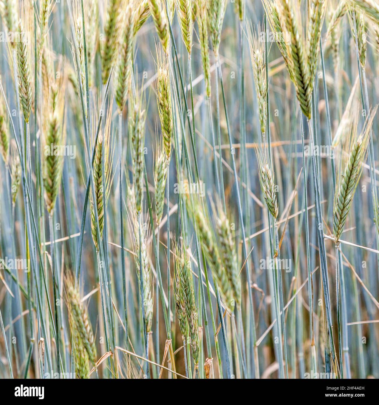 corn field with spica and beautiful structured spear Stock Photo - Alamy