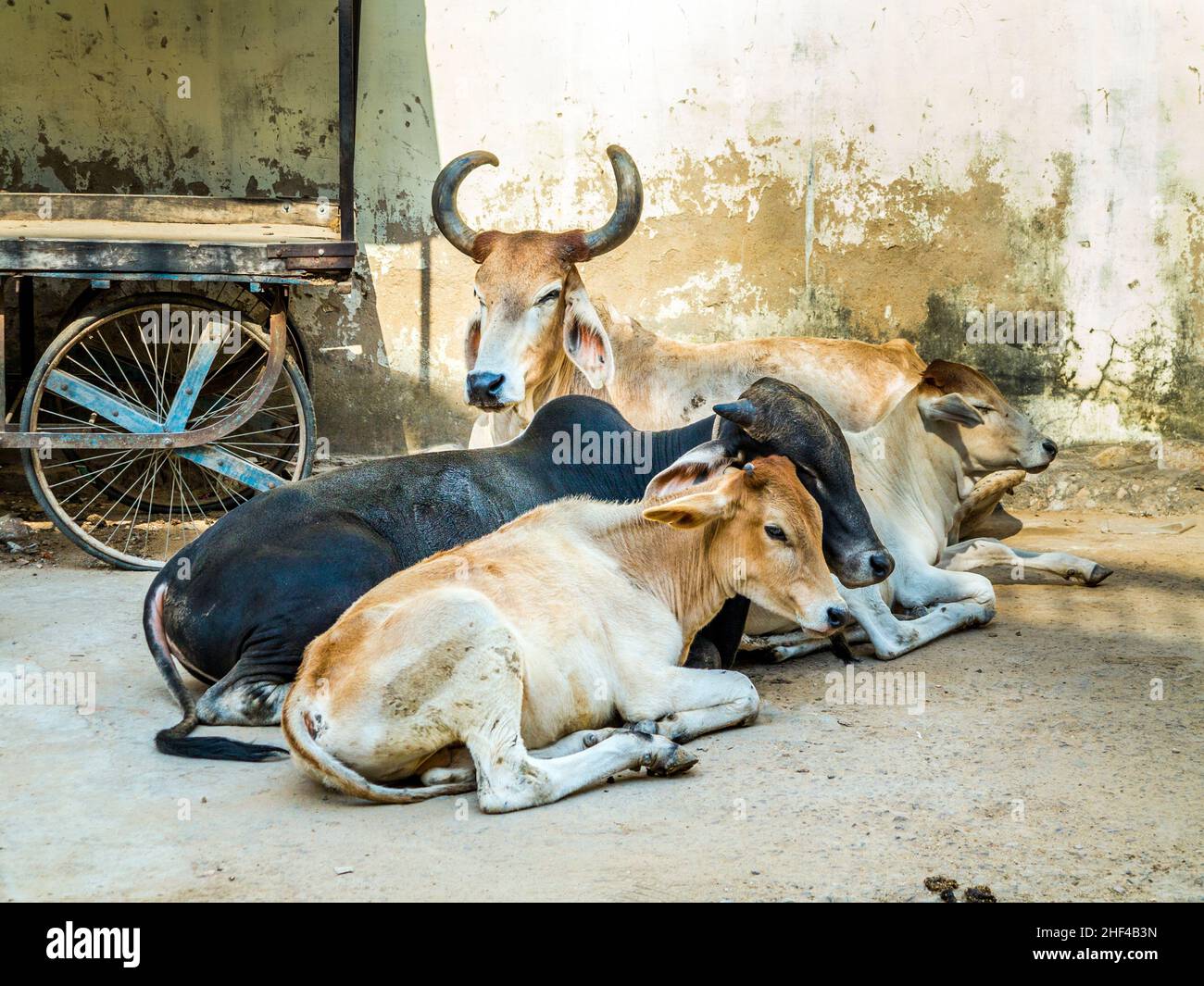 tired cows resting at the street in india Stock Photo - Alamy