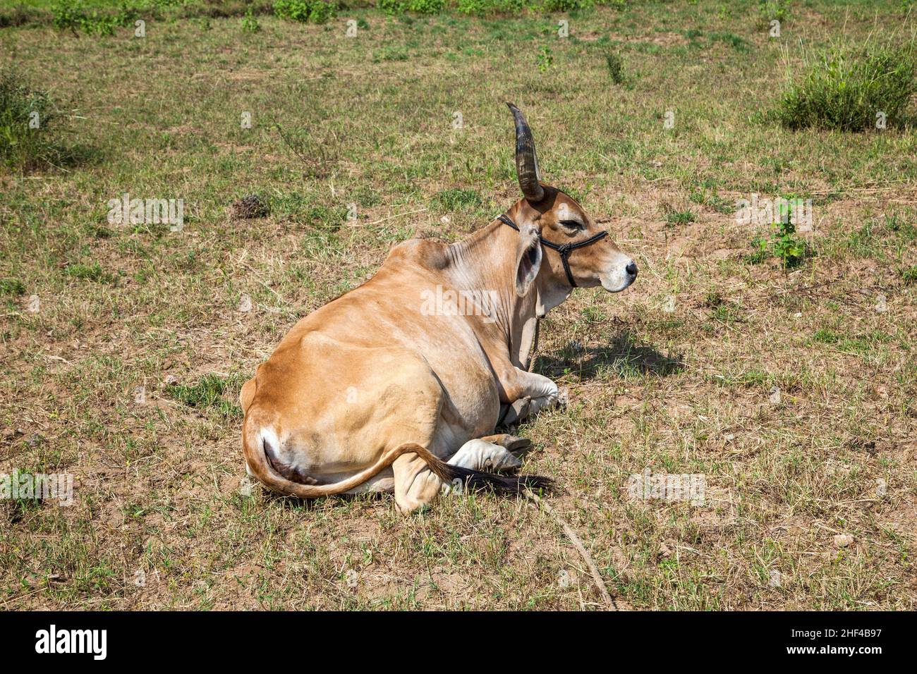 Indian ox hi-res stock photography and images - Alamy