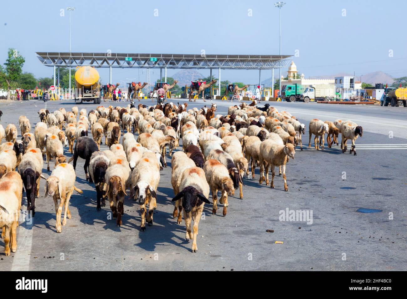 Indian shepherd herd sheeps hi-res stock photography and images - Alamy
