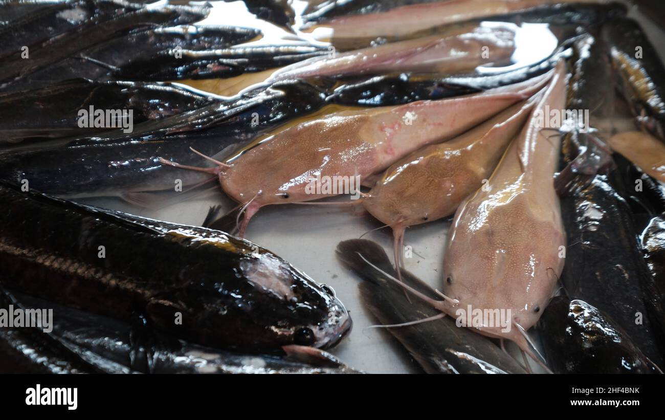 Thailand fish hi-res stock photography and images - Alamy
