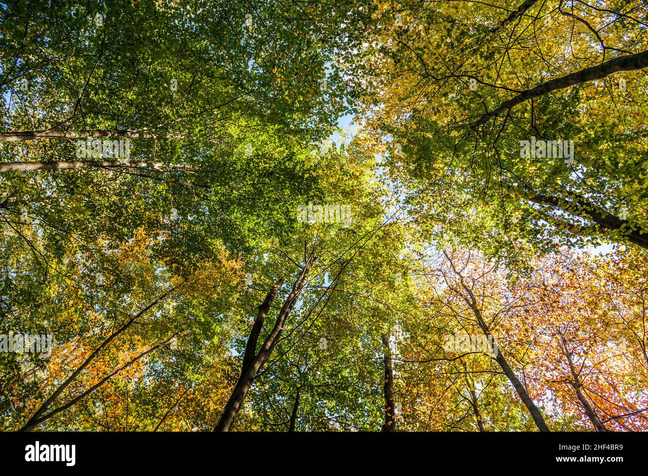 Crown trees hi-res stock photography and images - Alamy