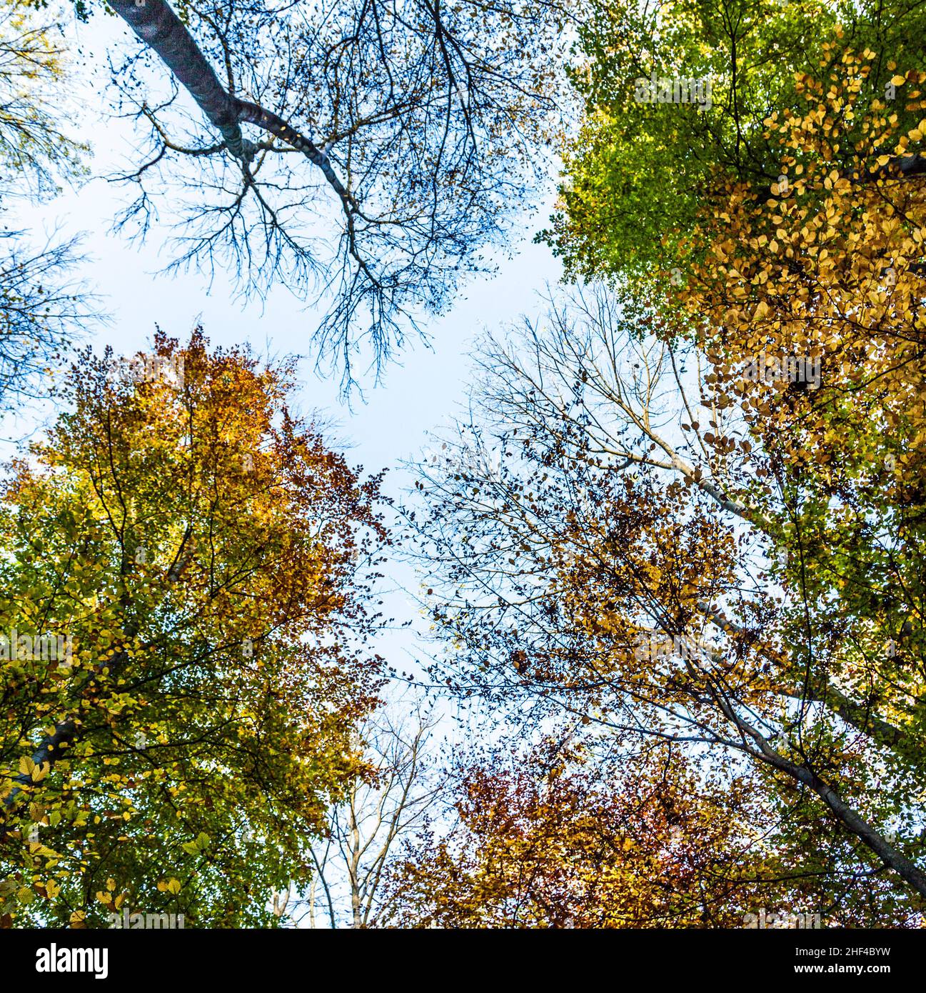 Crown trees and pine against sky, view from below Stock Photo - Alamy