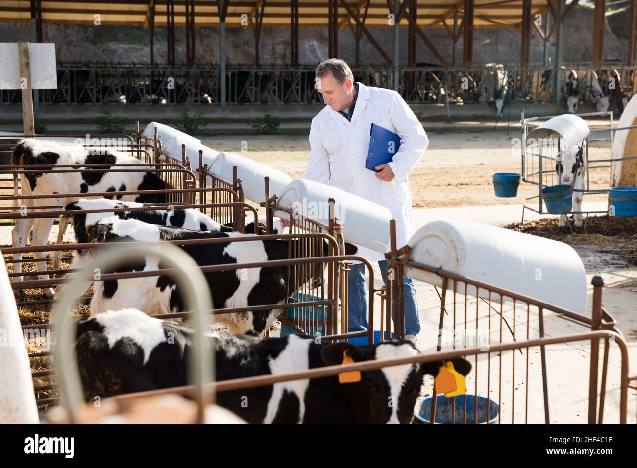 veterinarian against background of cows in stall Stock Photo - Alamy