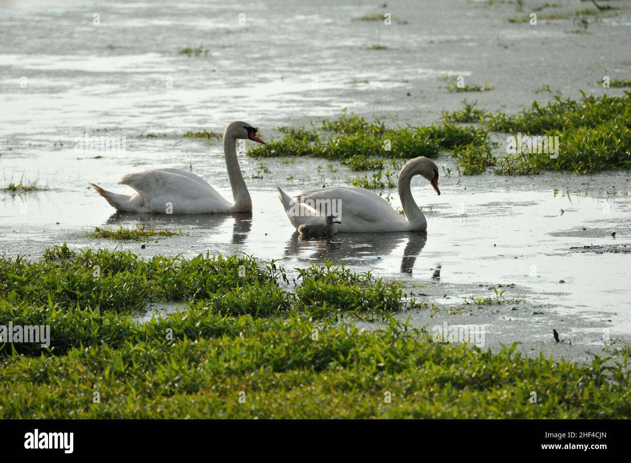 A couple of swans in the beautiful sunset over the sea. Steinhuder Meer ...
