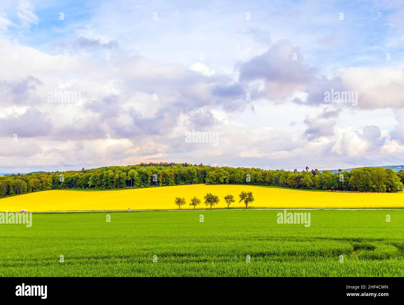 beautiful landscape with rape field and dramatic cloud scape in the ...
