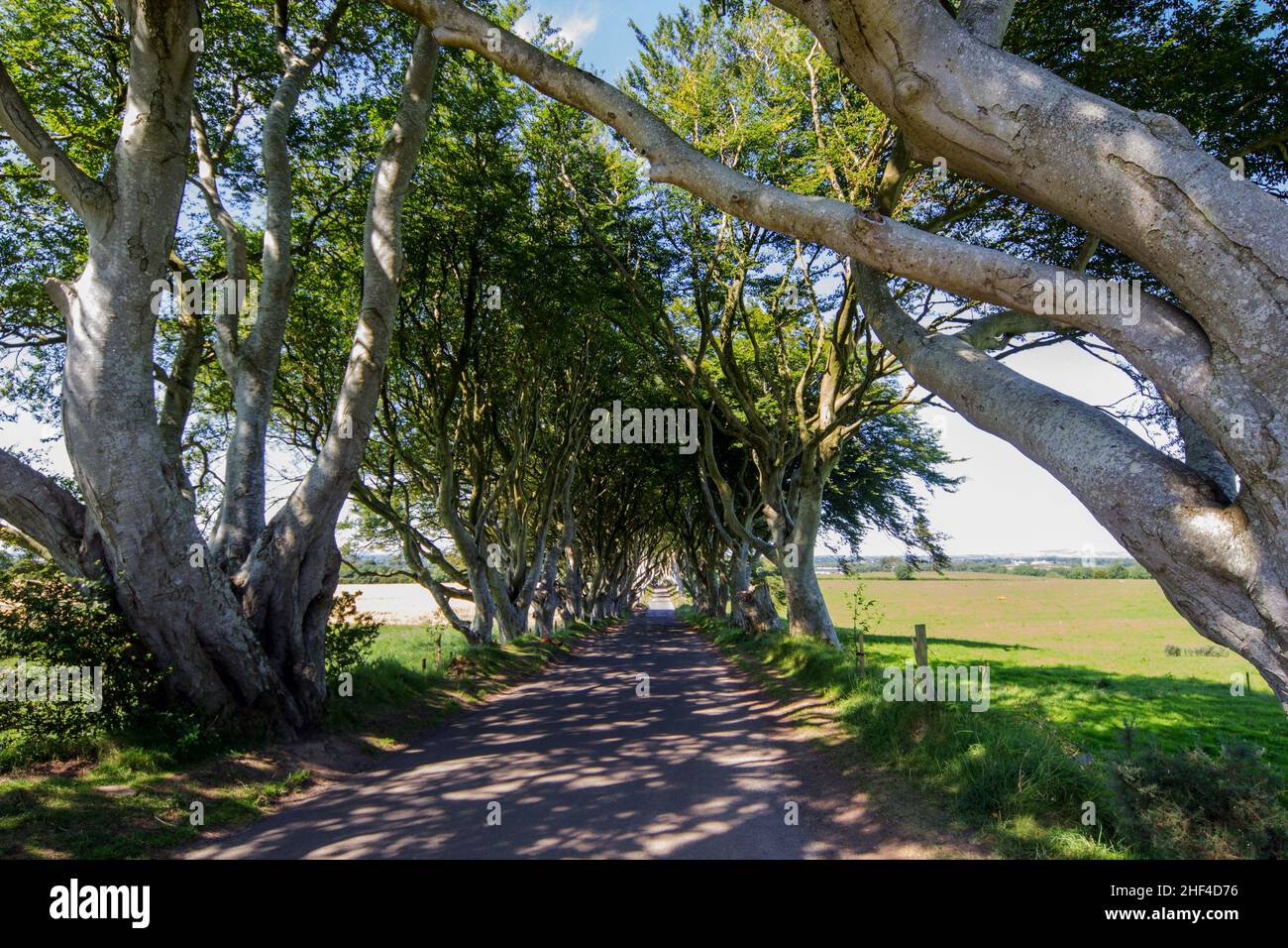 The Dark Hedges, an avenue of beech trees along Bregagh Road in County ...