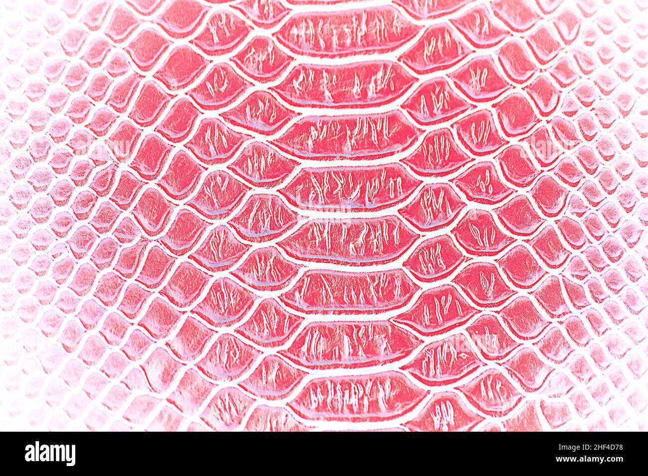 Close up of Abstract Luxury snake skin texture use for background Stock ...