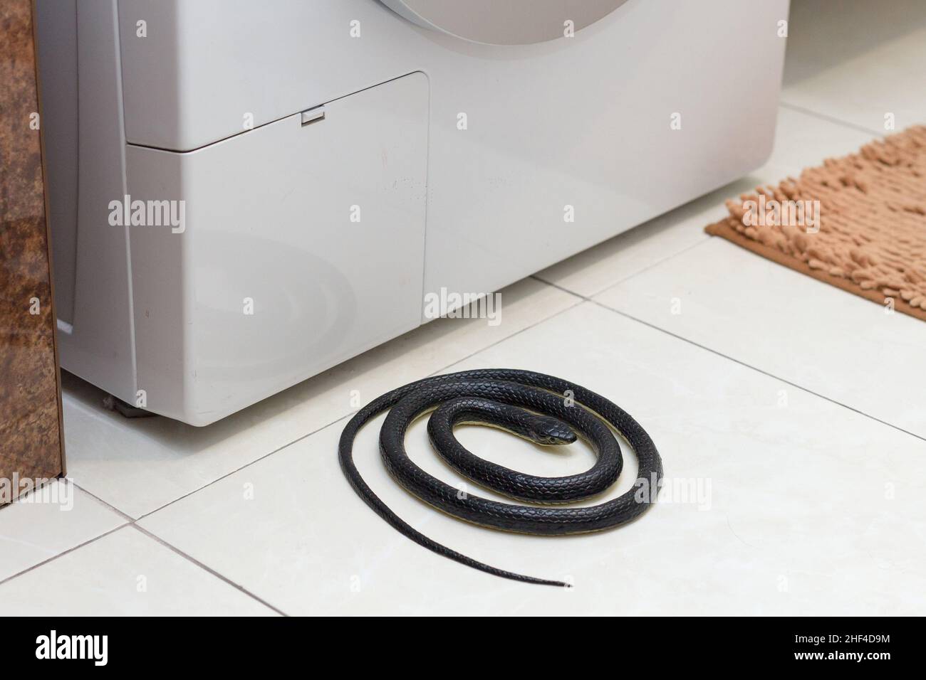 A black venomous snake near a washing machine in a bathroom in ...