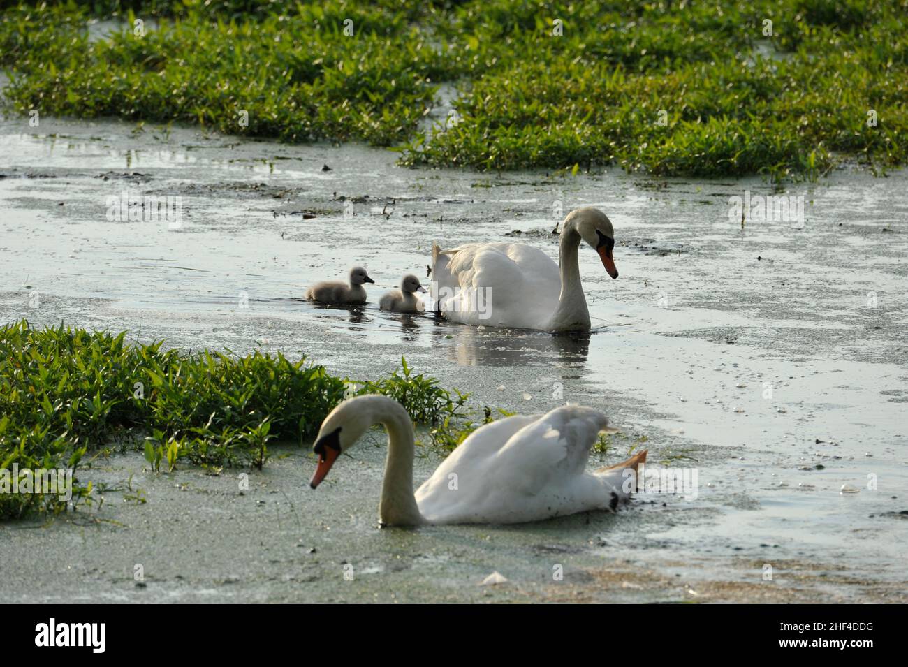 A couple of swans in the beautiful sunset over the sea. Steinhuder Meer ...