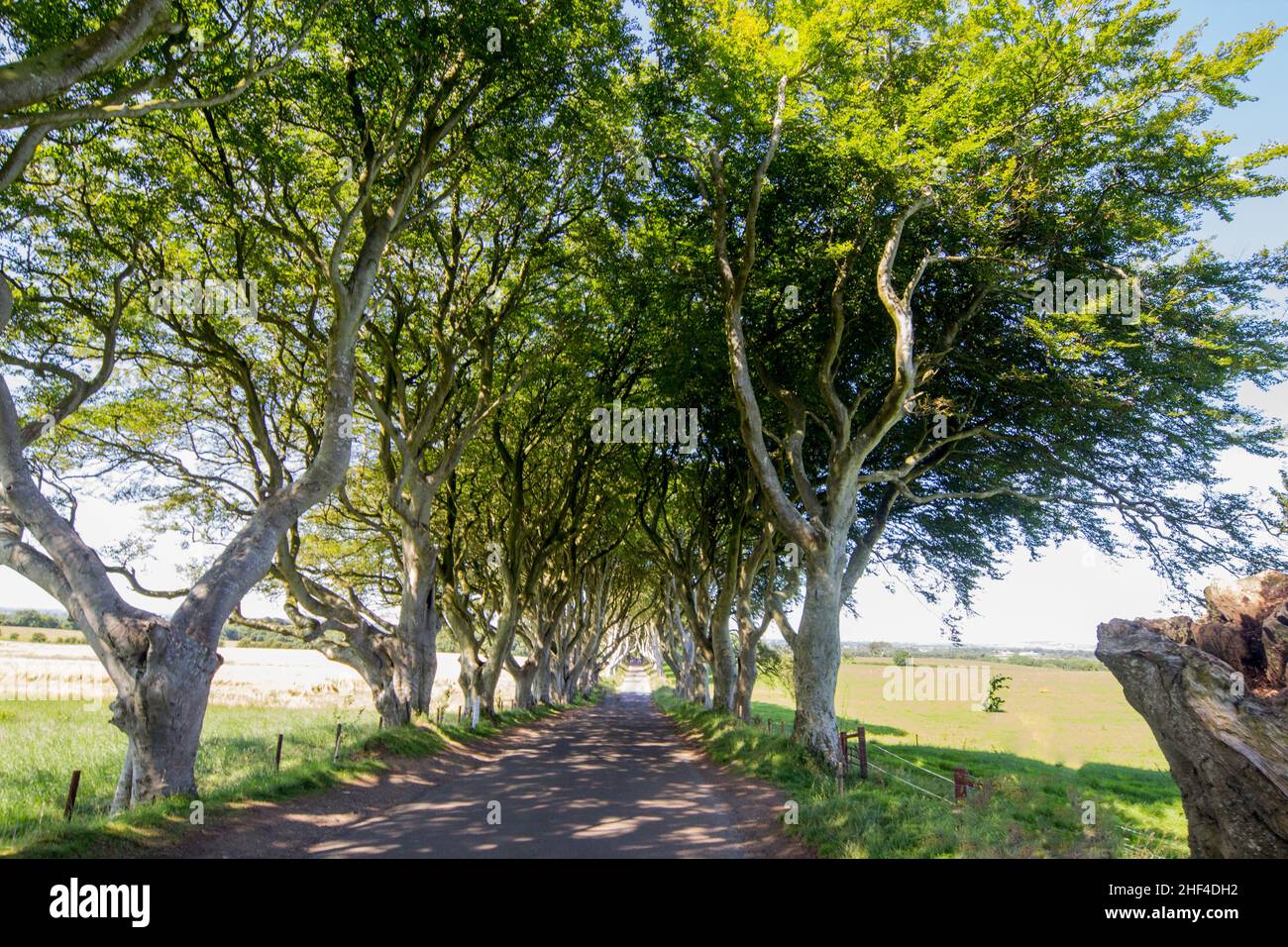 The Dark Hedges, an avenue of beech trees along Bregagh Road in County ...