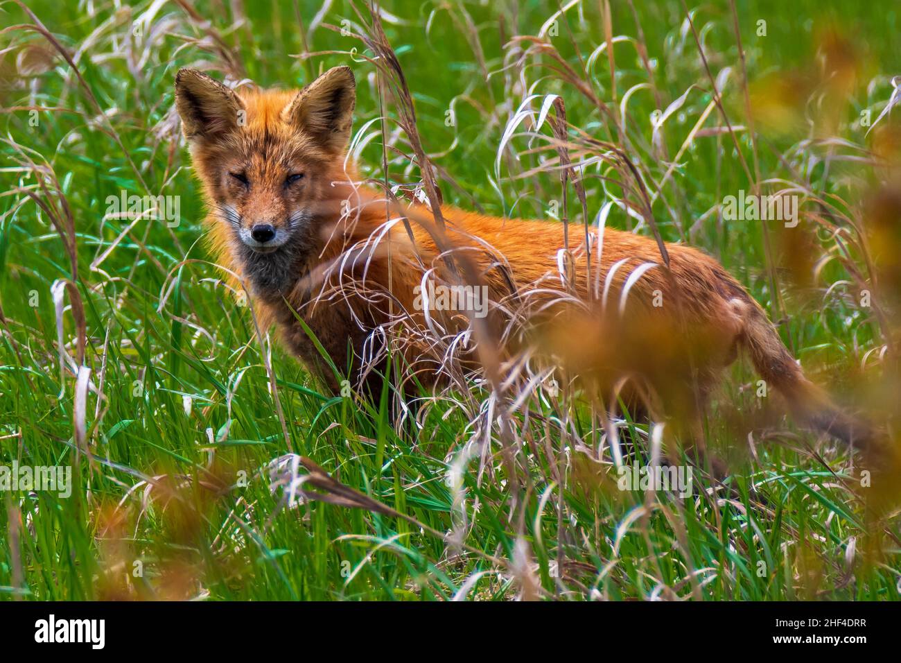 Red Tail Fox Stock Photo - Alamy