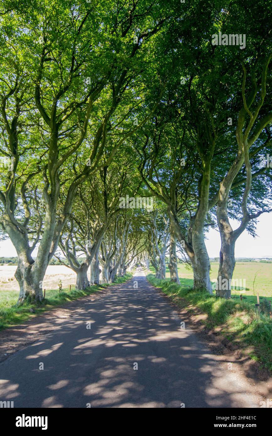 The Dark Hedges, an avenue of beech trees along Bregagh Road in County ...