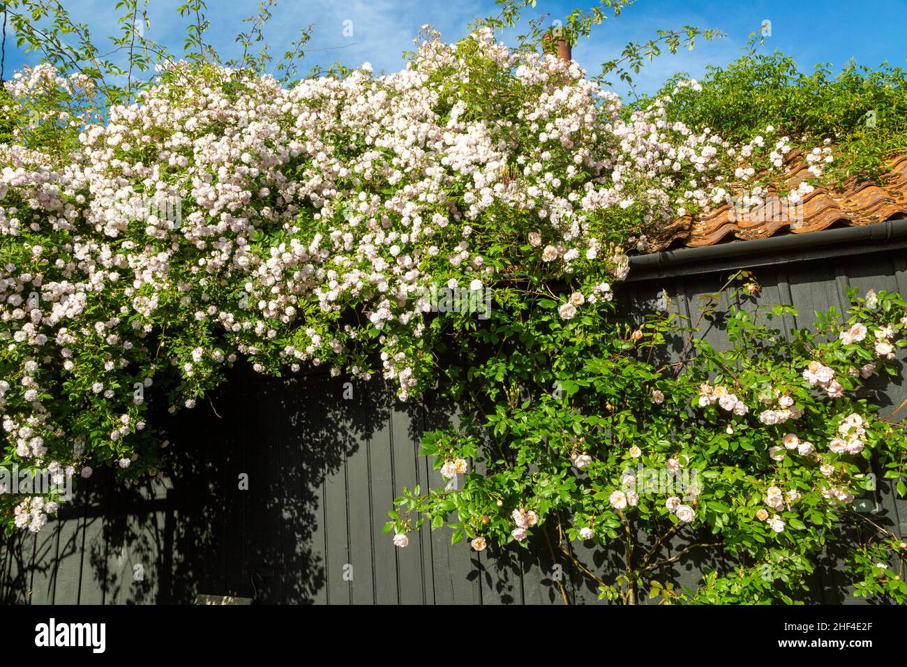 Rosa 'Paul's Himalayan Musk' plant in flower climbing over an old ...
