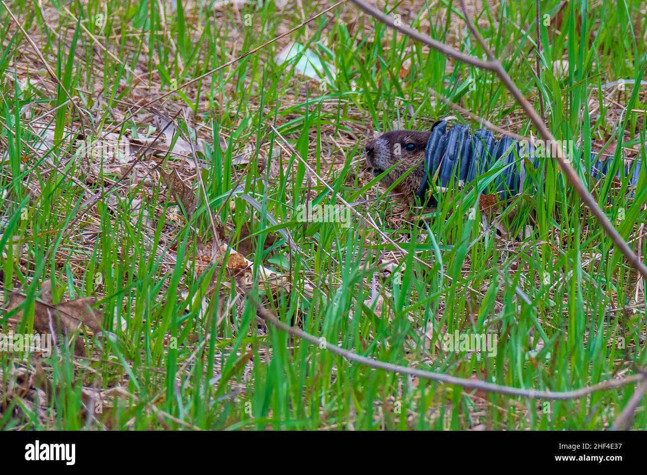 Inside the ground hi-res stock photography and images - Alamy