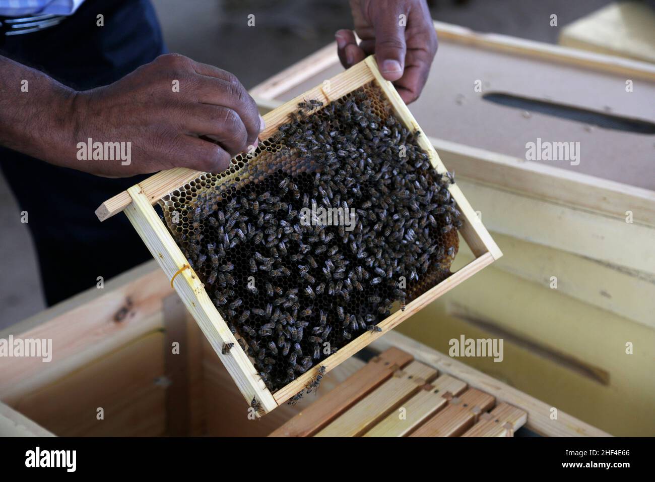 Sanaa, Yemen. 12th Jan, 2022. A bee expert checks a honeycomb from a ...
