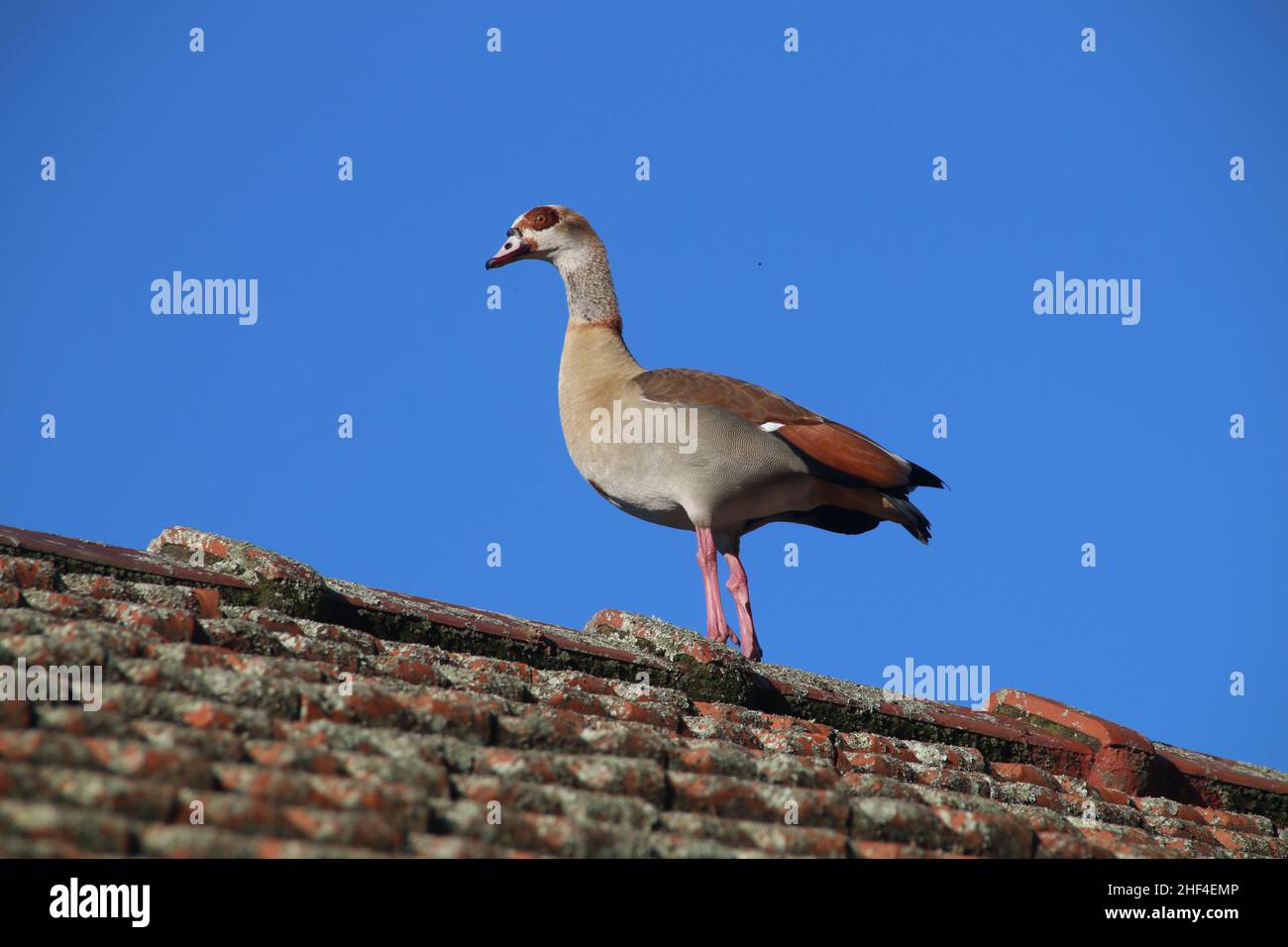 Egyptian goose on the roof hi-res stock photography and images - Alamy