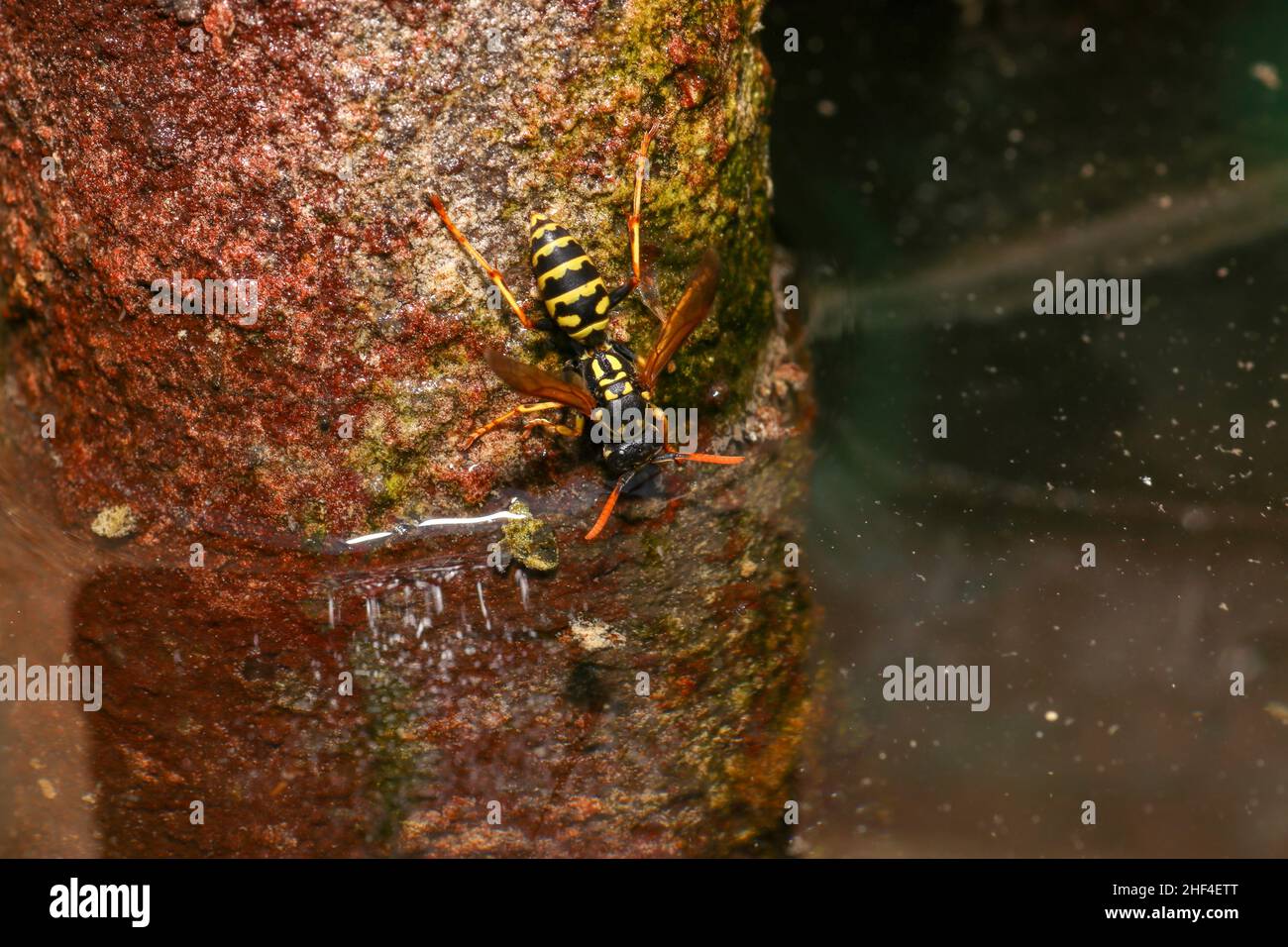 Earth wasps, in contrast to paper wasps, live in the ground ...