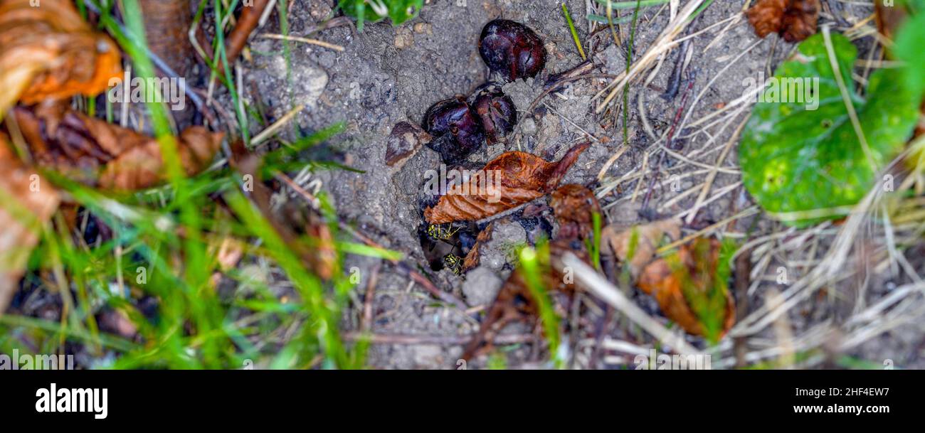 Earth wasps, in contrast to paper wasps, live in the ground ...