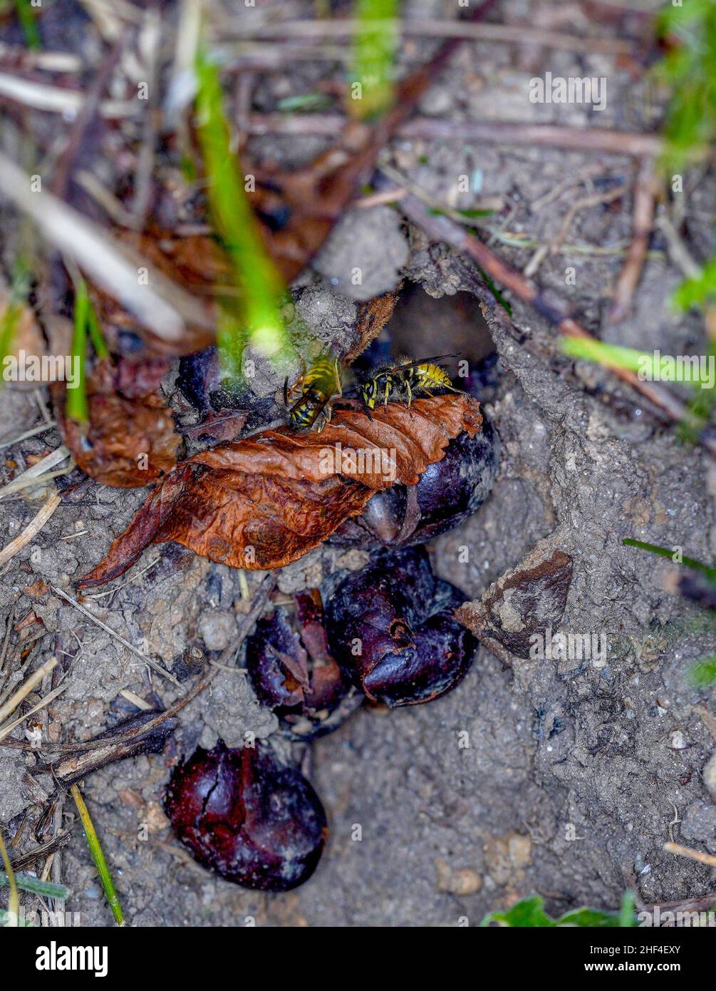 Earth wasps, in contrast to paper wasps, live in the ground ...