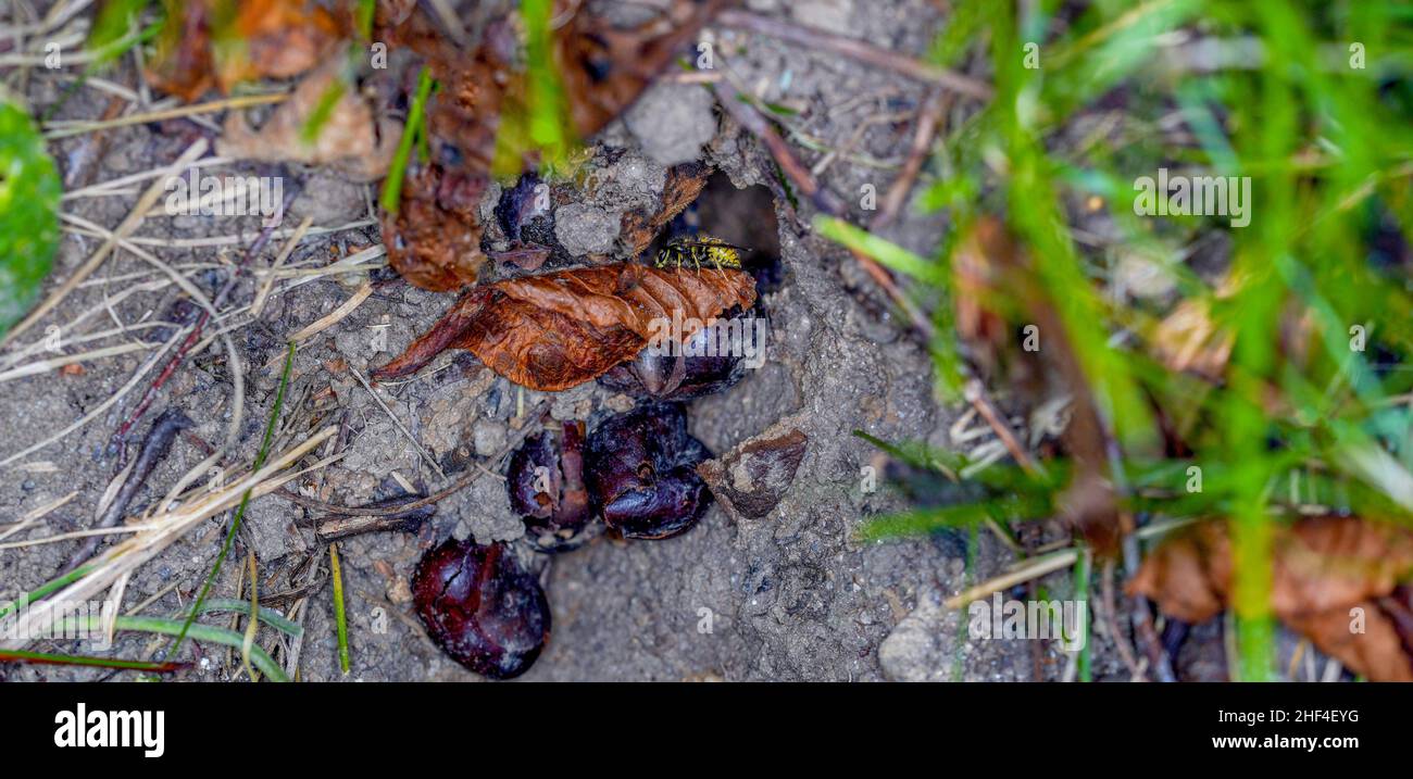 Earth wasps, in contrast to paper wasps, live in the ground ...