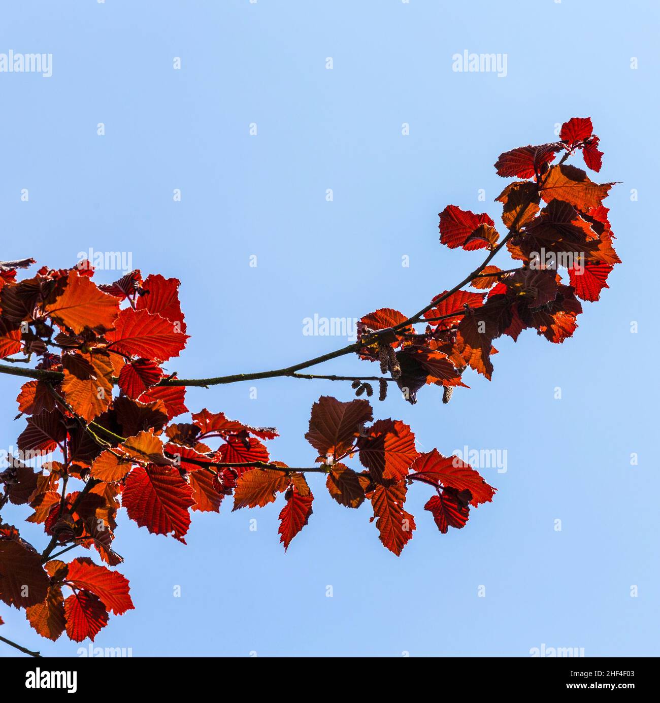 hazelnut leaves under blue sky with red leaves Stock Photo - Alamy