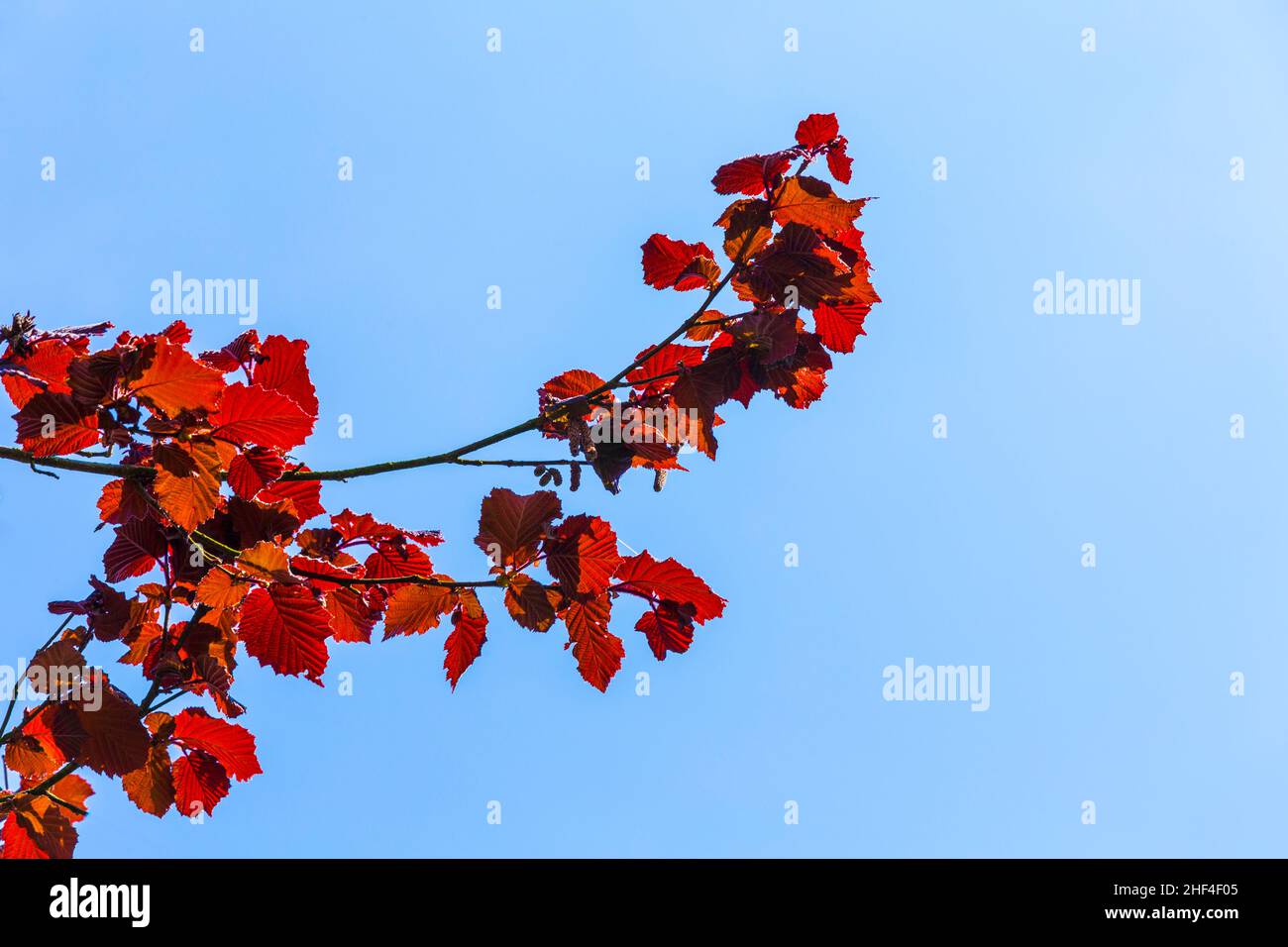Hazelnut leaves hi-res stock photography and images - Alamy